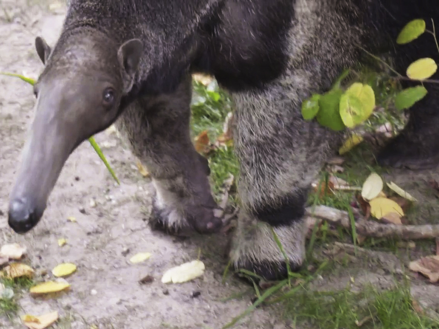 Prime Video: The Zoo - Season 4