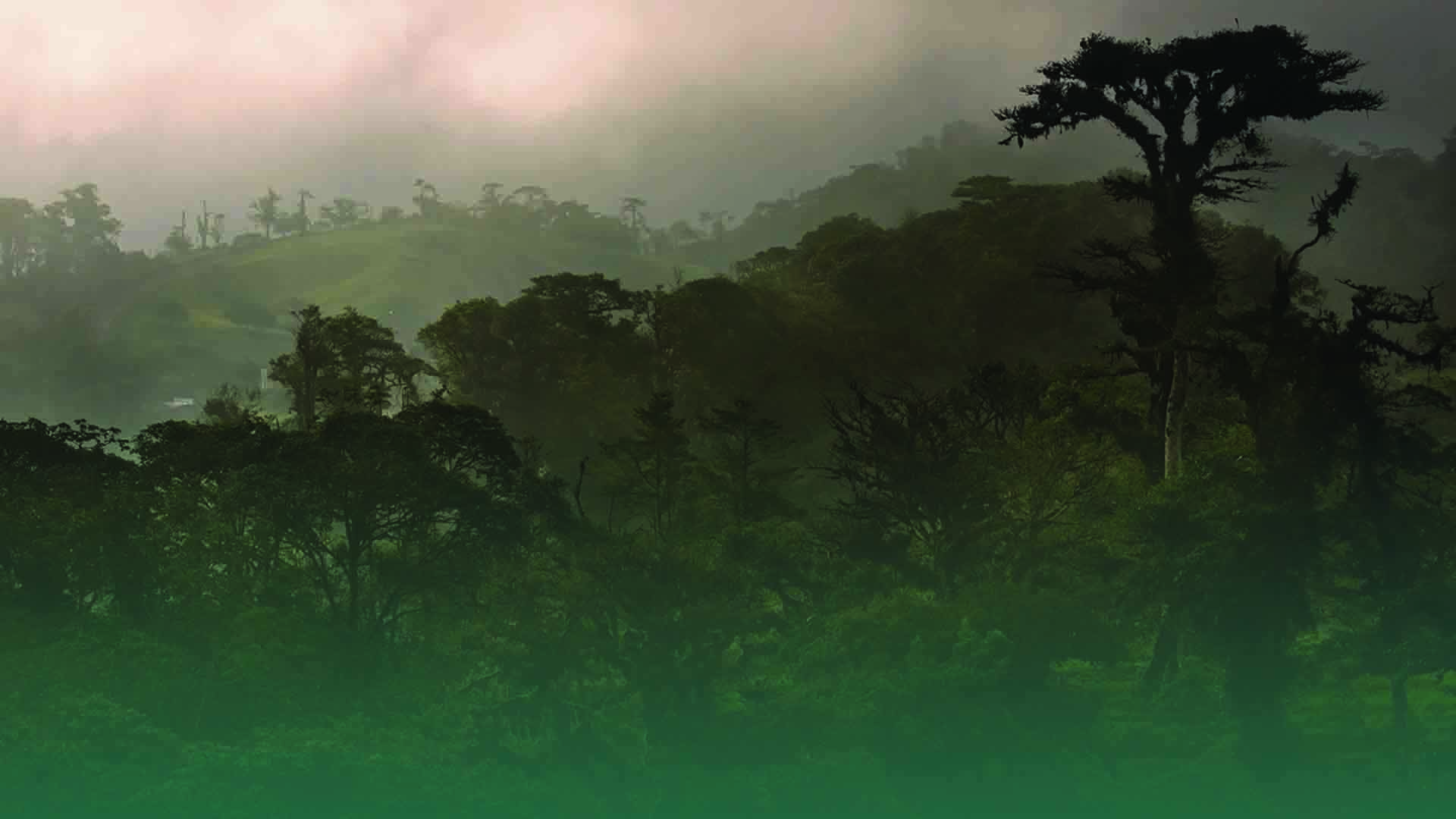 Watch Wild Life | Prime Video