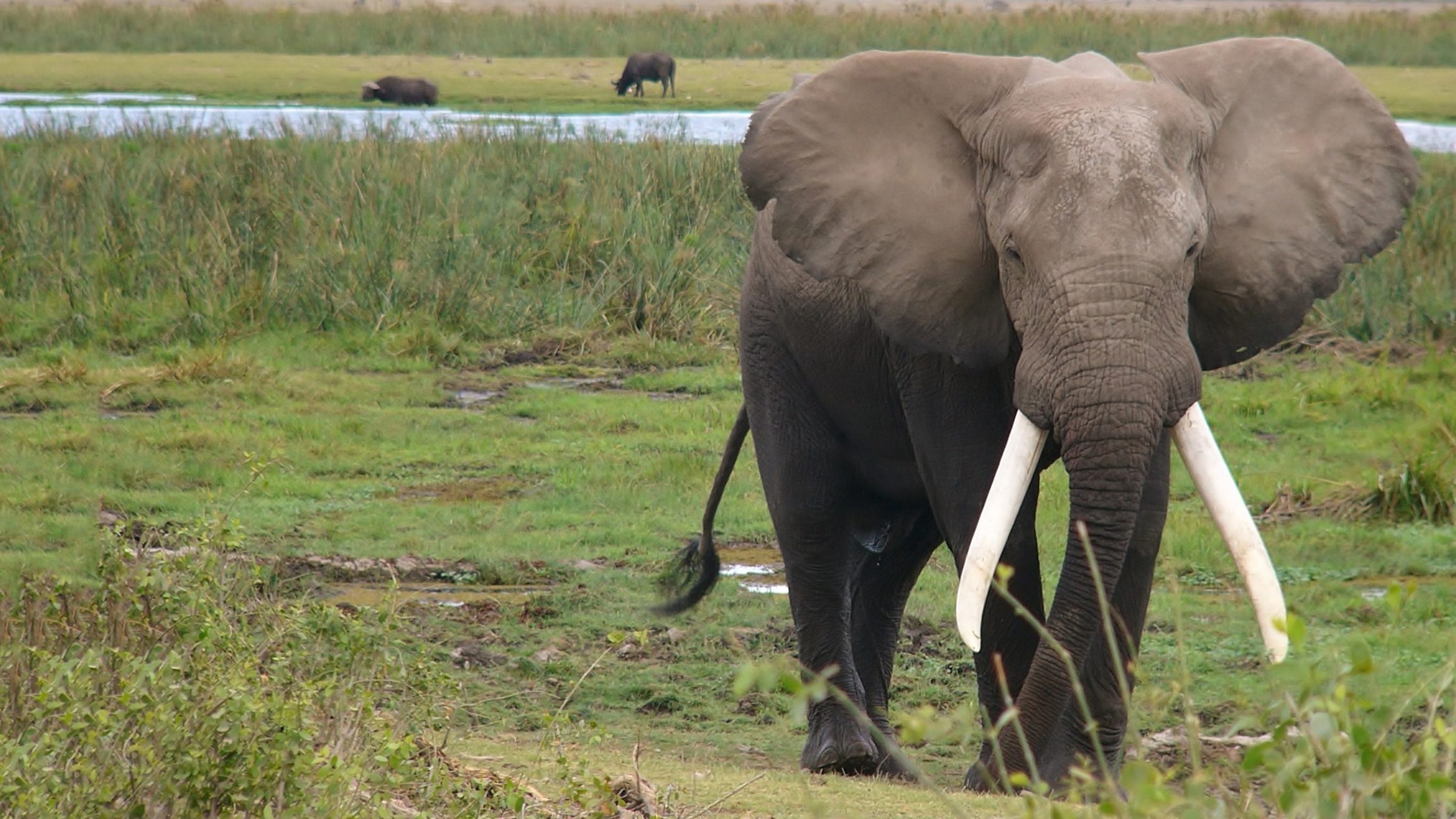 Watch Africa's Super Seven | Prime Video