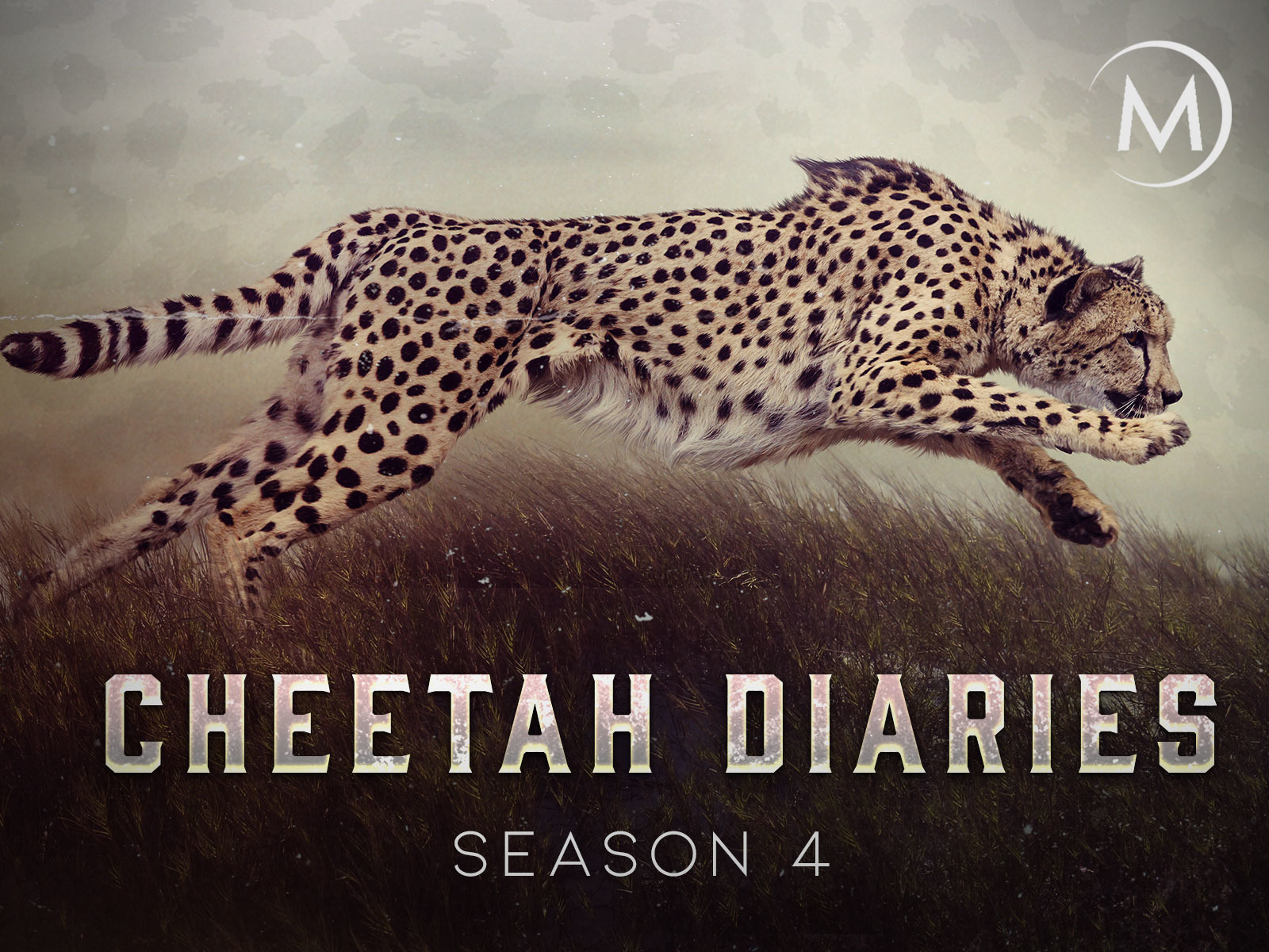 Prime Video: The Cheetah Diaries