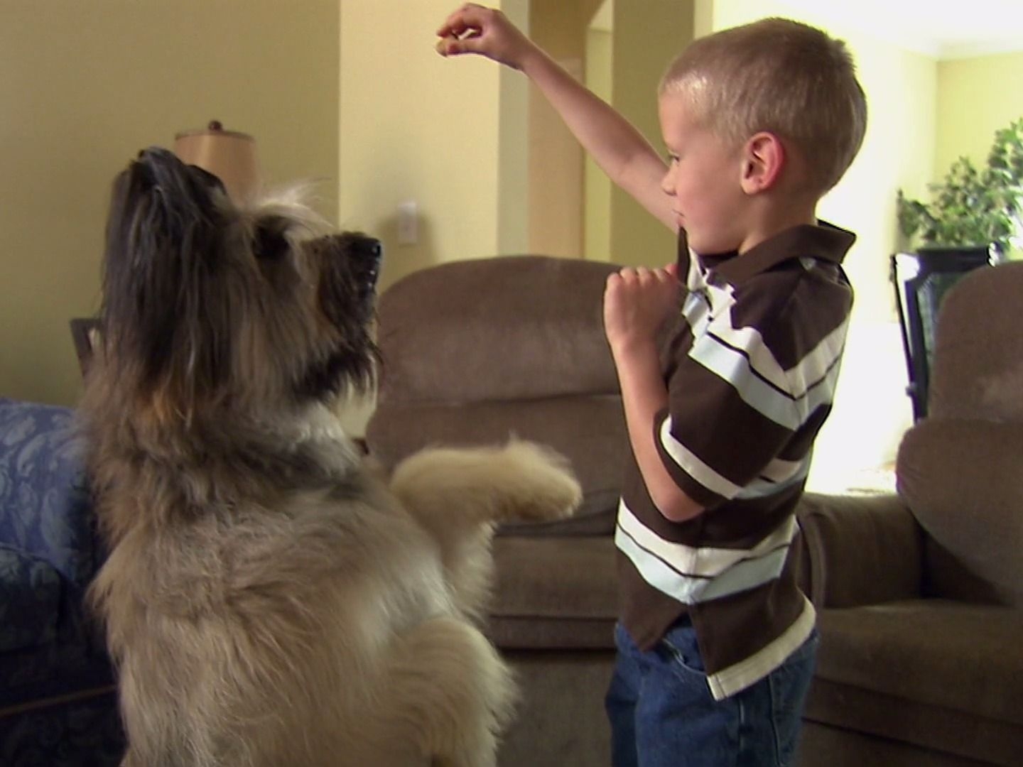 Prime Video: Dogs 101 - Season 4