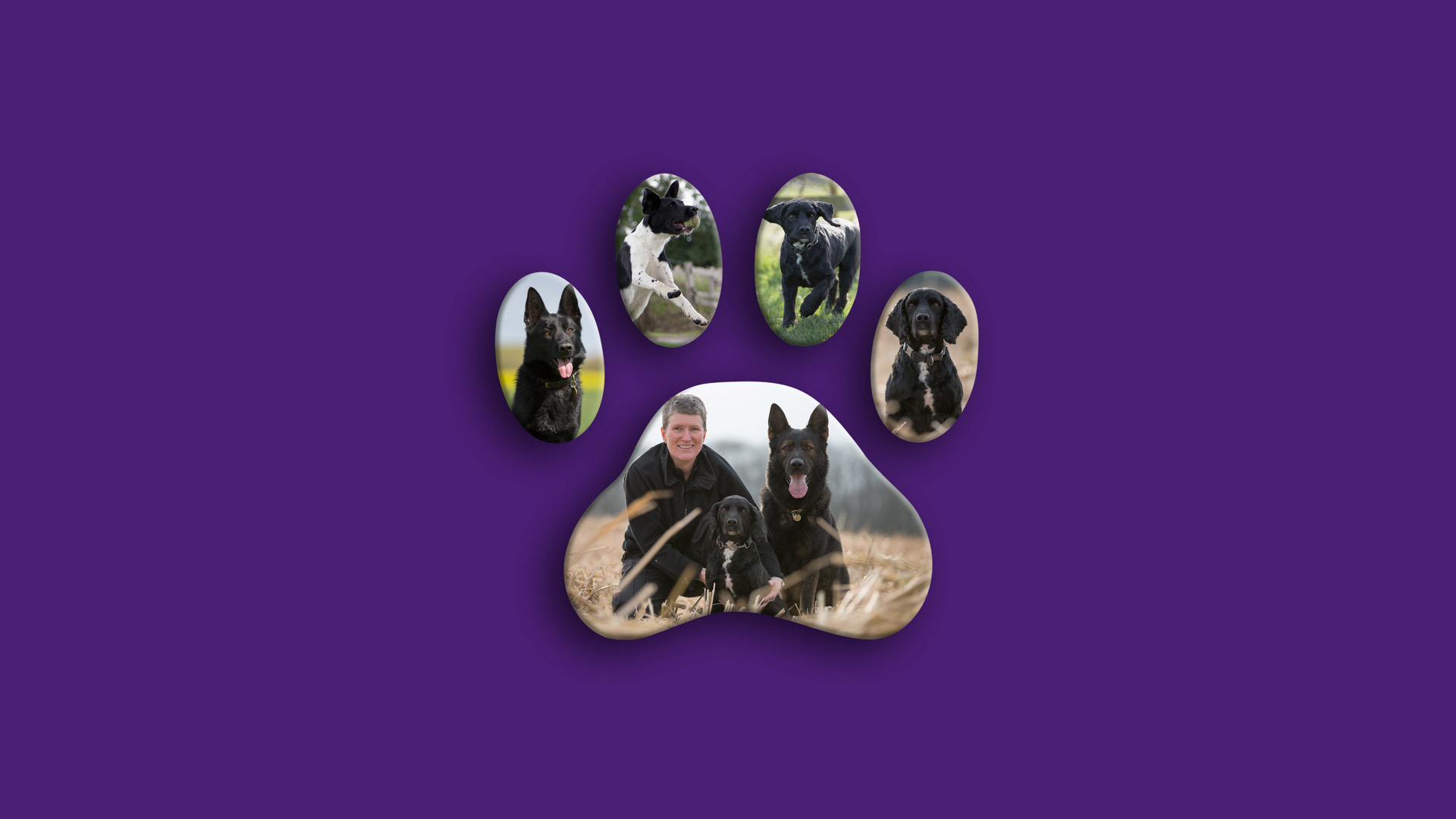 Prime Video: Dog Detectives - Season 1