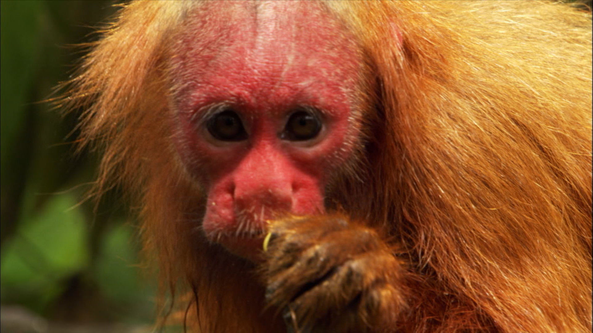 Prime Video: Uakari: Secrets of the English Monkey