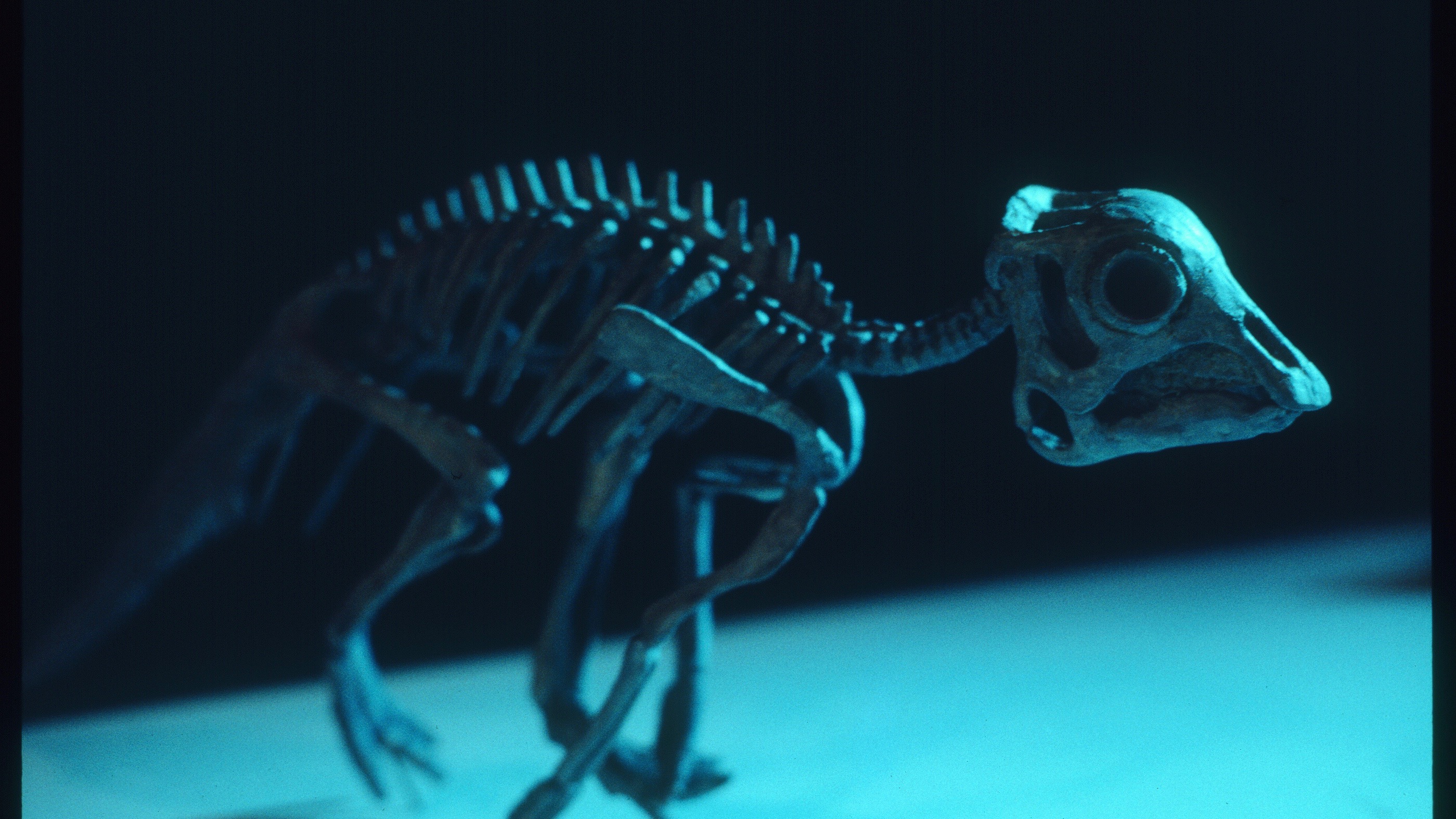 Real Baby Dinosaurs
