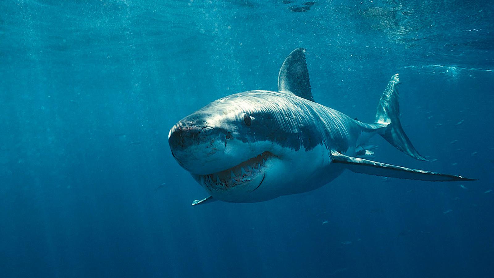 Watch Shark Week Season 2013 | Prime Video