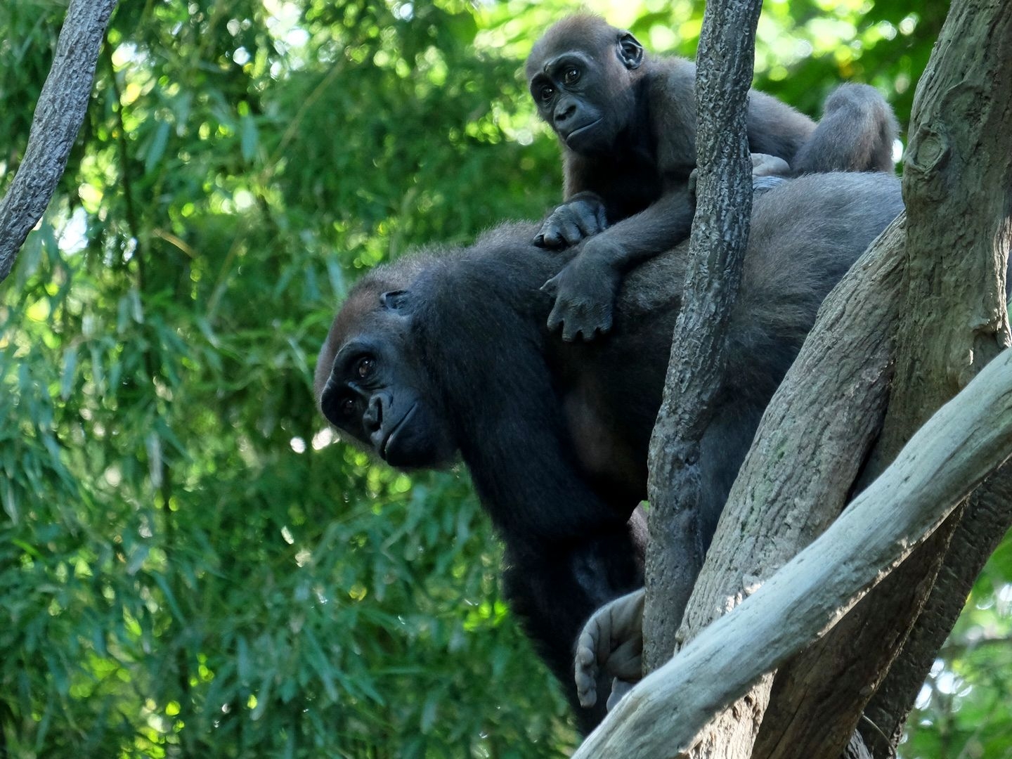 Prime Video: The Zoo - Season 1