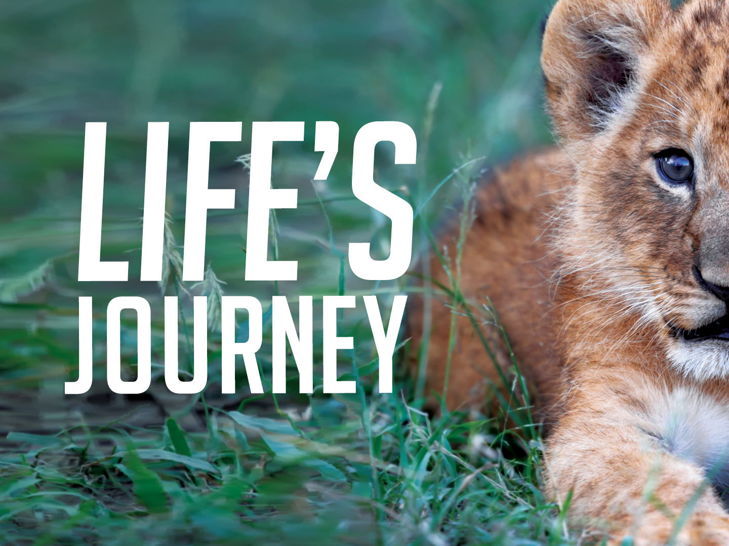 Prime Video: Life's Journey - Season 1