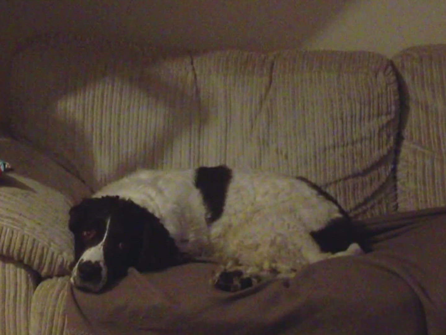 Prime Video: Bad Dog - Season 3