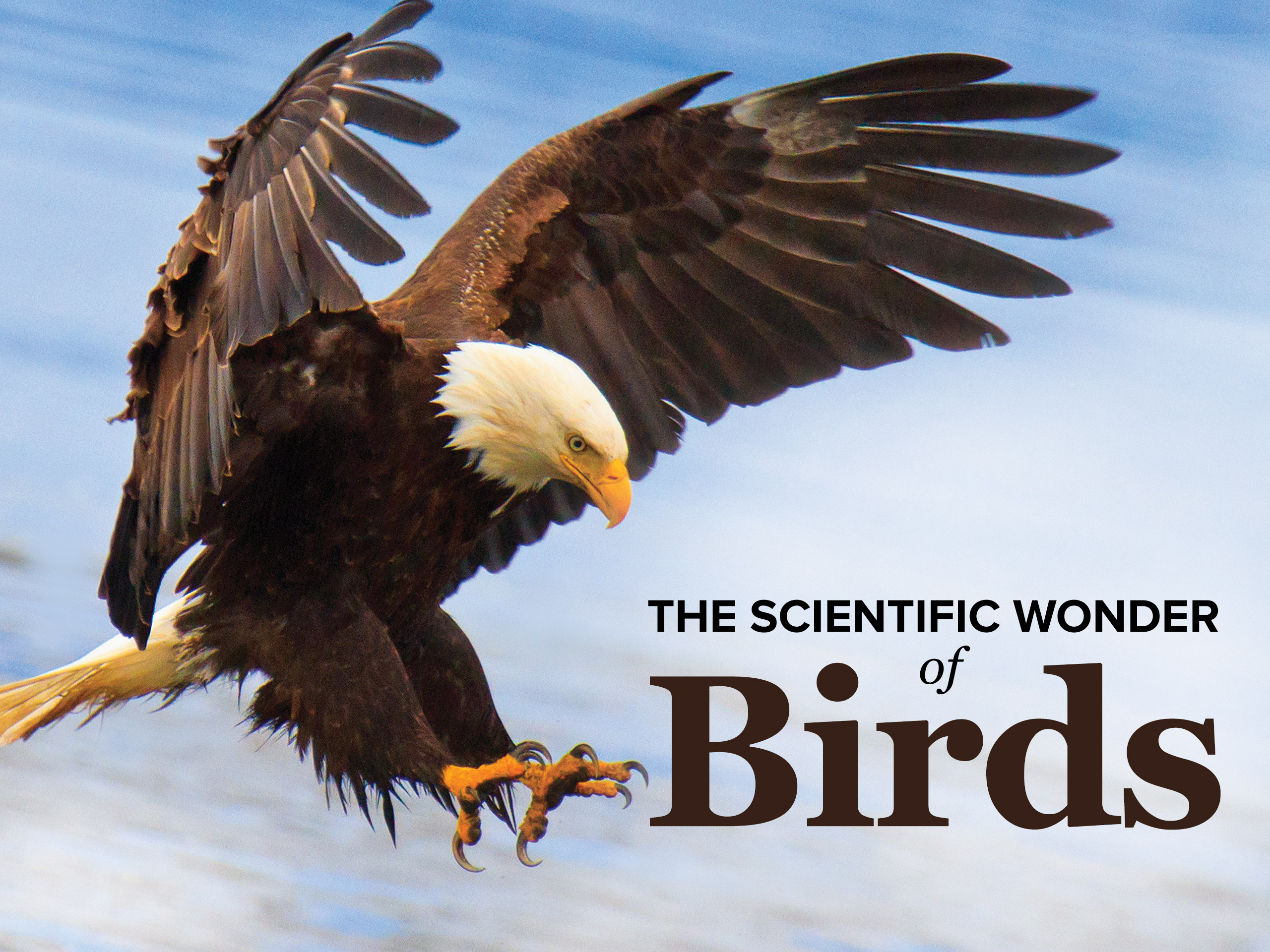 Prime Video: The Scientific Wonder of Birds
