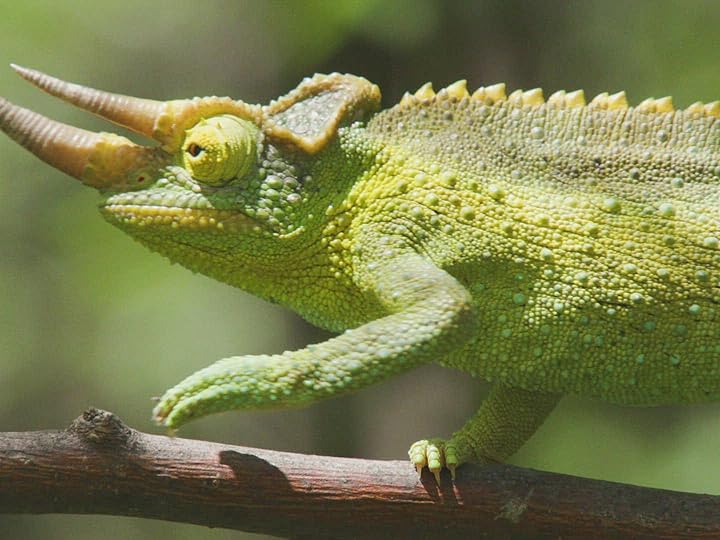 Prime Video: Animals Inside Out - Season 1