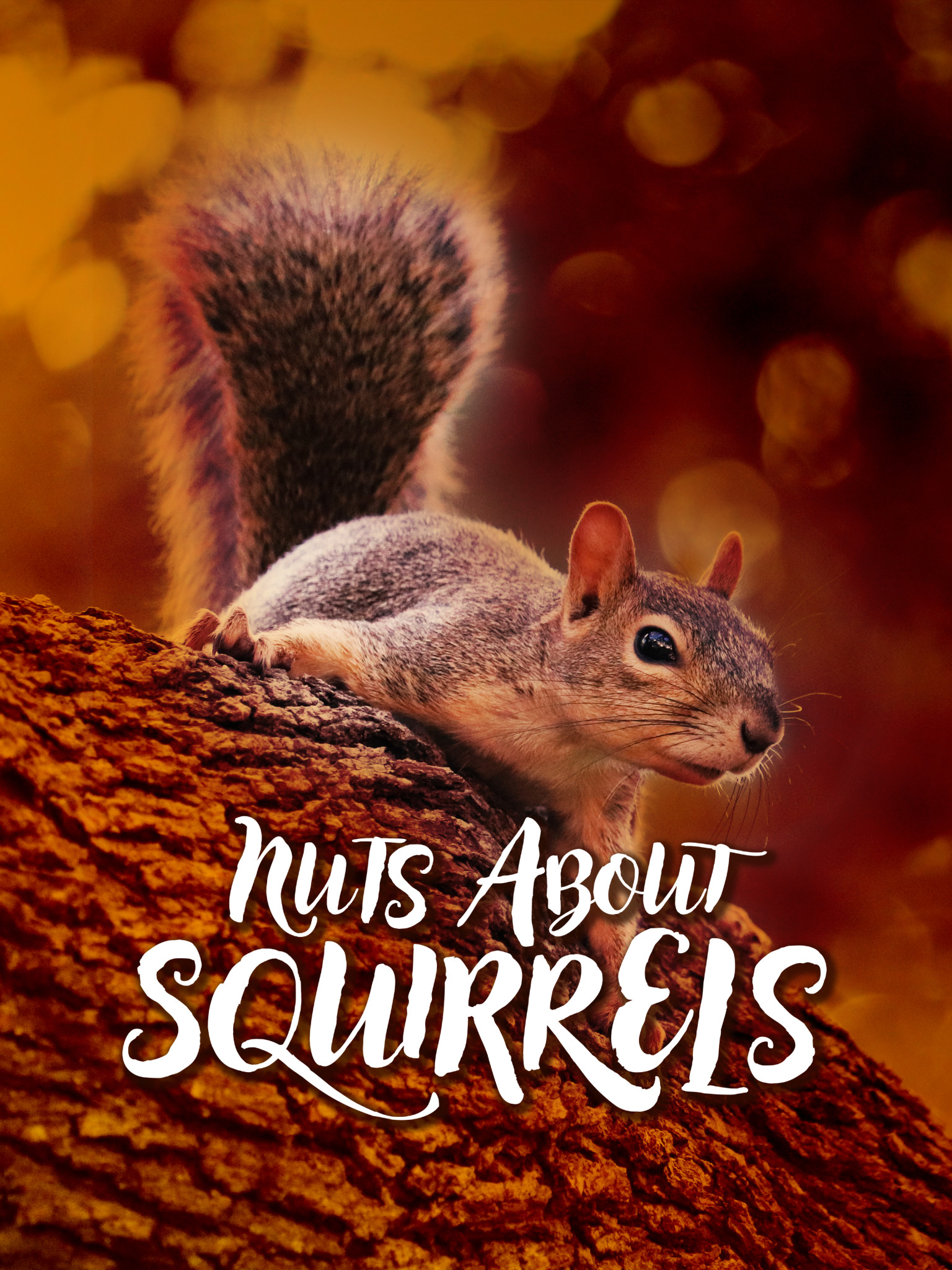 Prime Video: Nuts about Squirrels