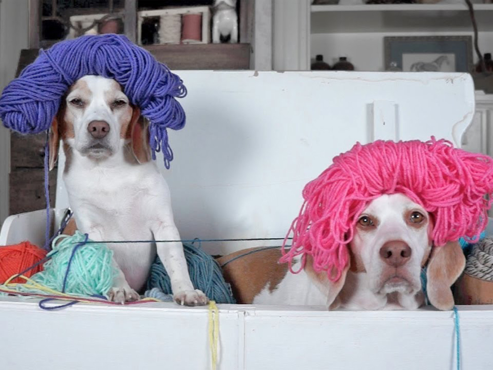 Prime Video: Cute Dogs Maymo & Penny