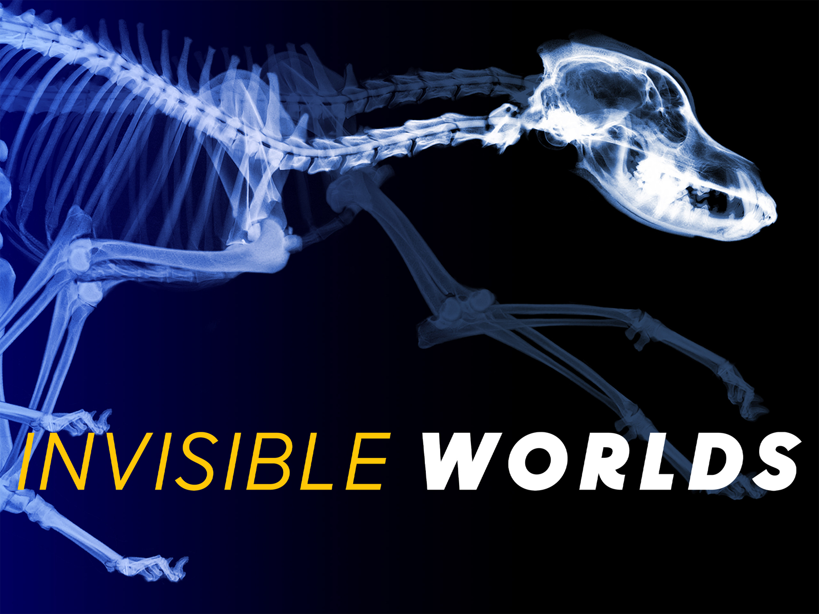 Prime Video: Invisible Worlds - Season 1