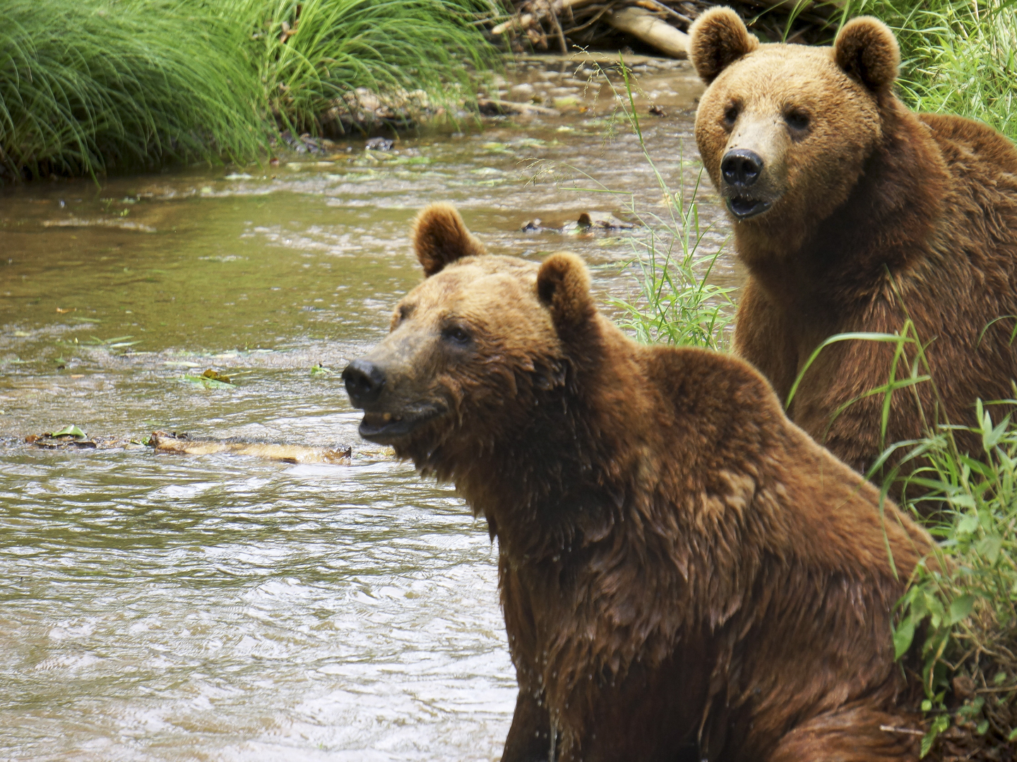 Prime Video: Project Grizzly - Season 1