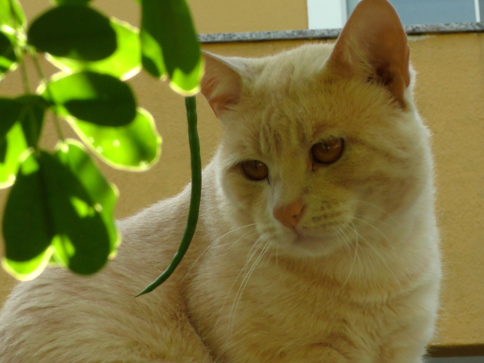 Prime Video: Pet Channel