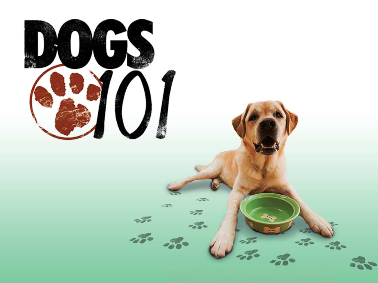 Prime Video: Dogs 101 - Season 3