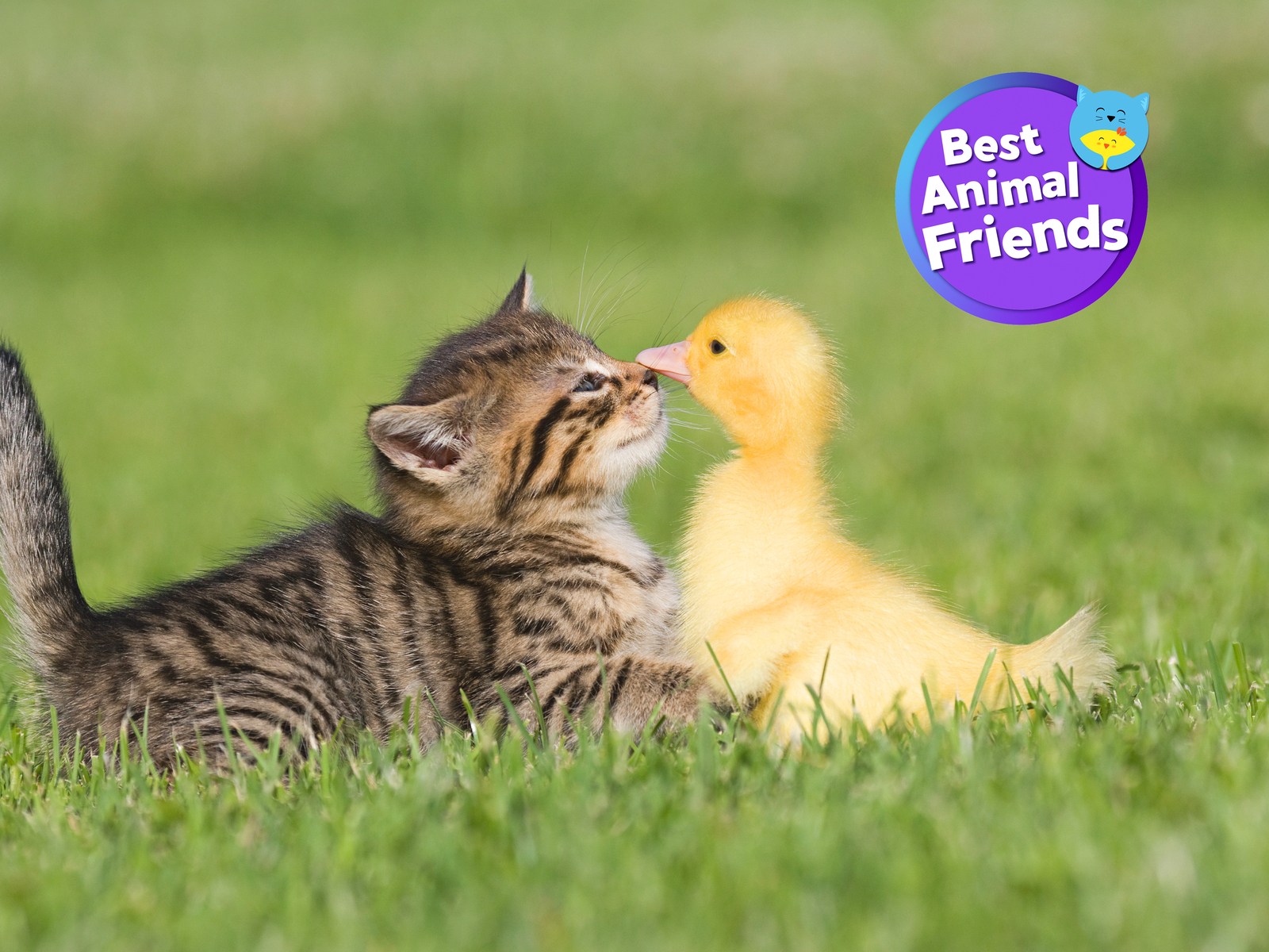 Prime Video: Kids: Best Animal Friends - Season 6