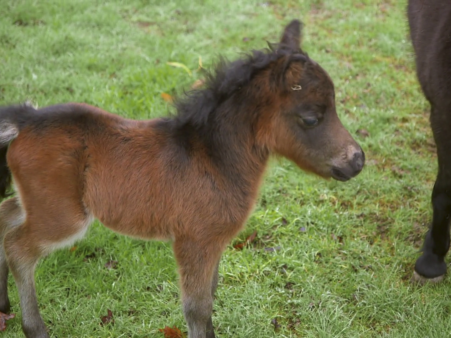 Prime Video: The Secret World of Posh Pets - Season 1