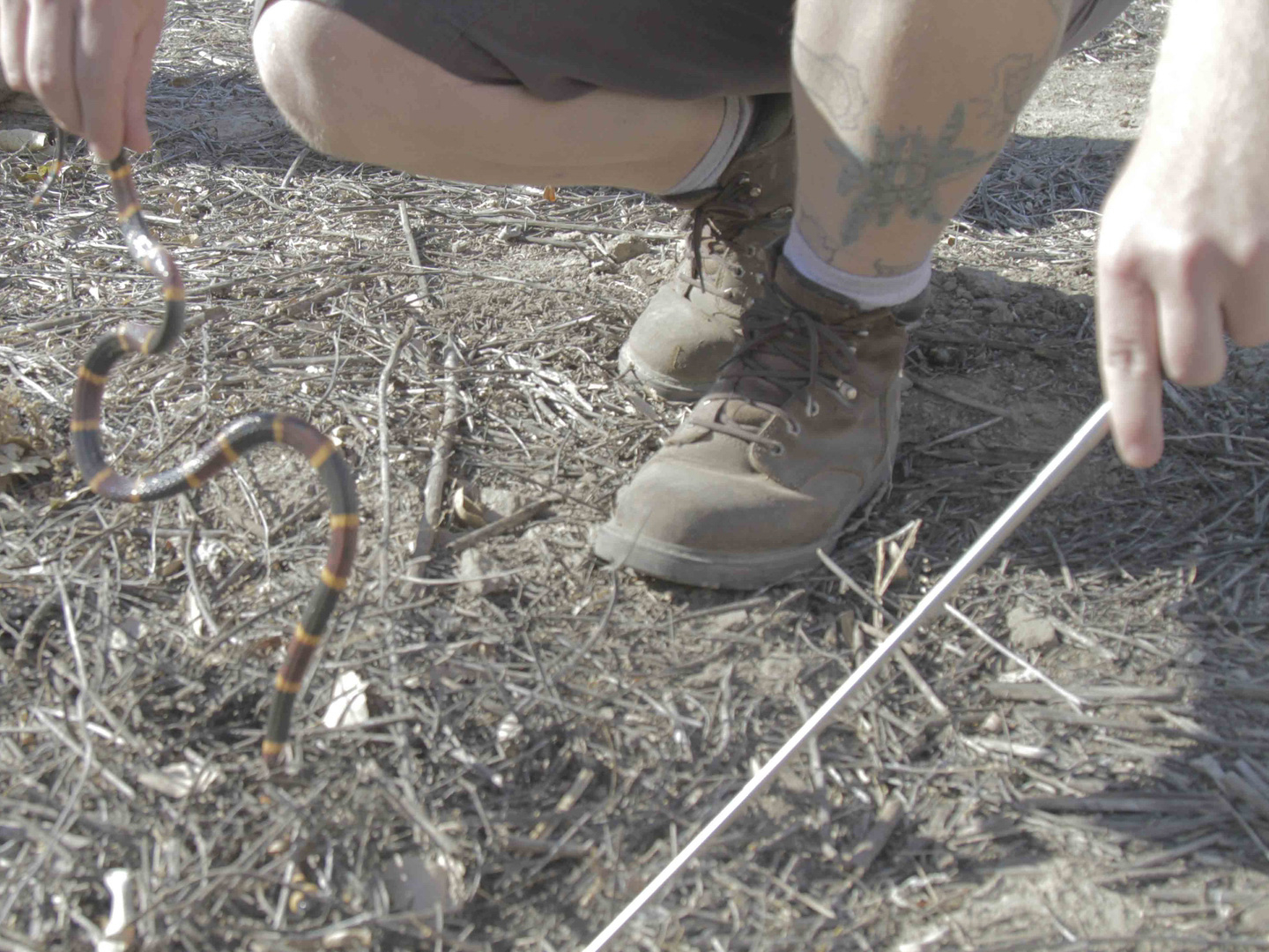 Prime Video: Venom Hunters - Season 1