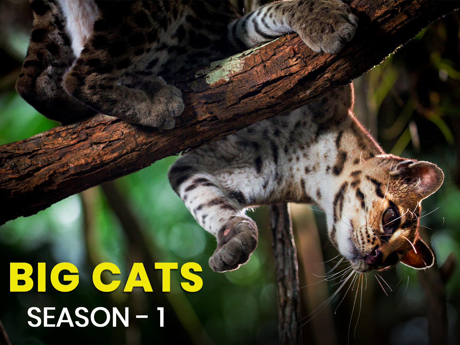 Prime Video: Big Cats