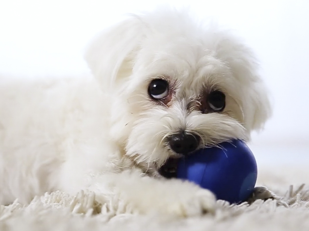 Prime Video: The Cute Ones - Season 1