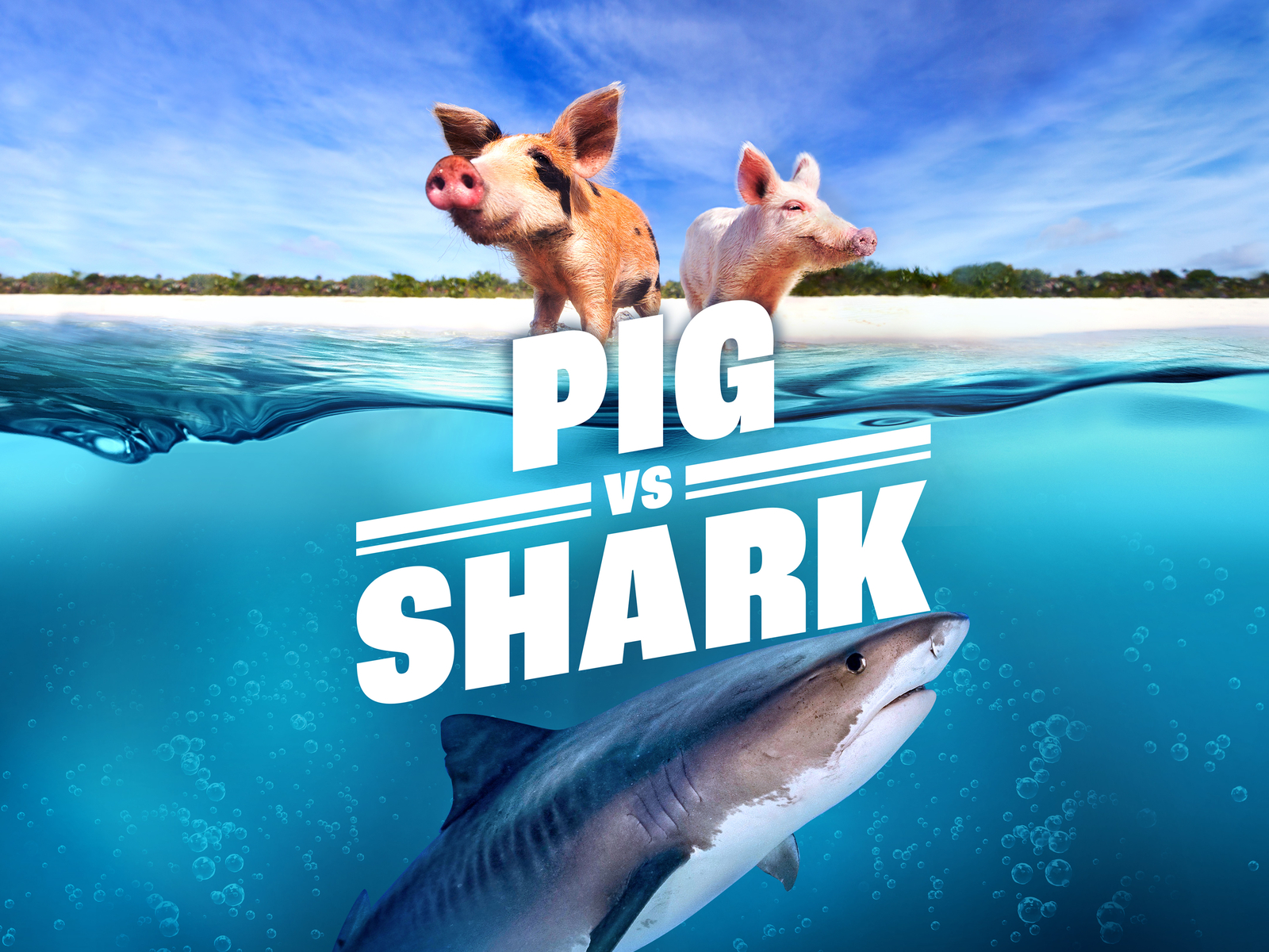 Prime Video: Pig vs. Shark - Season 1
