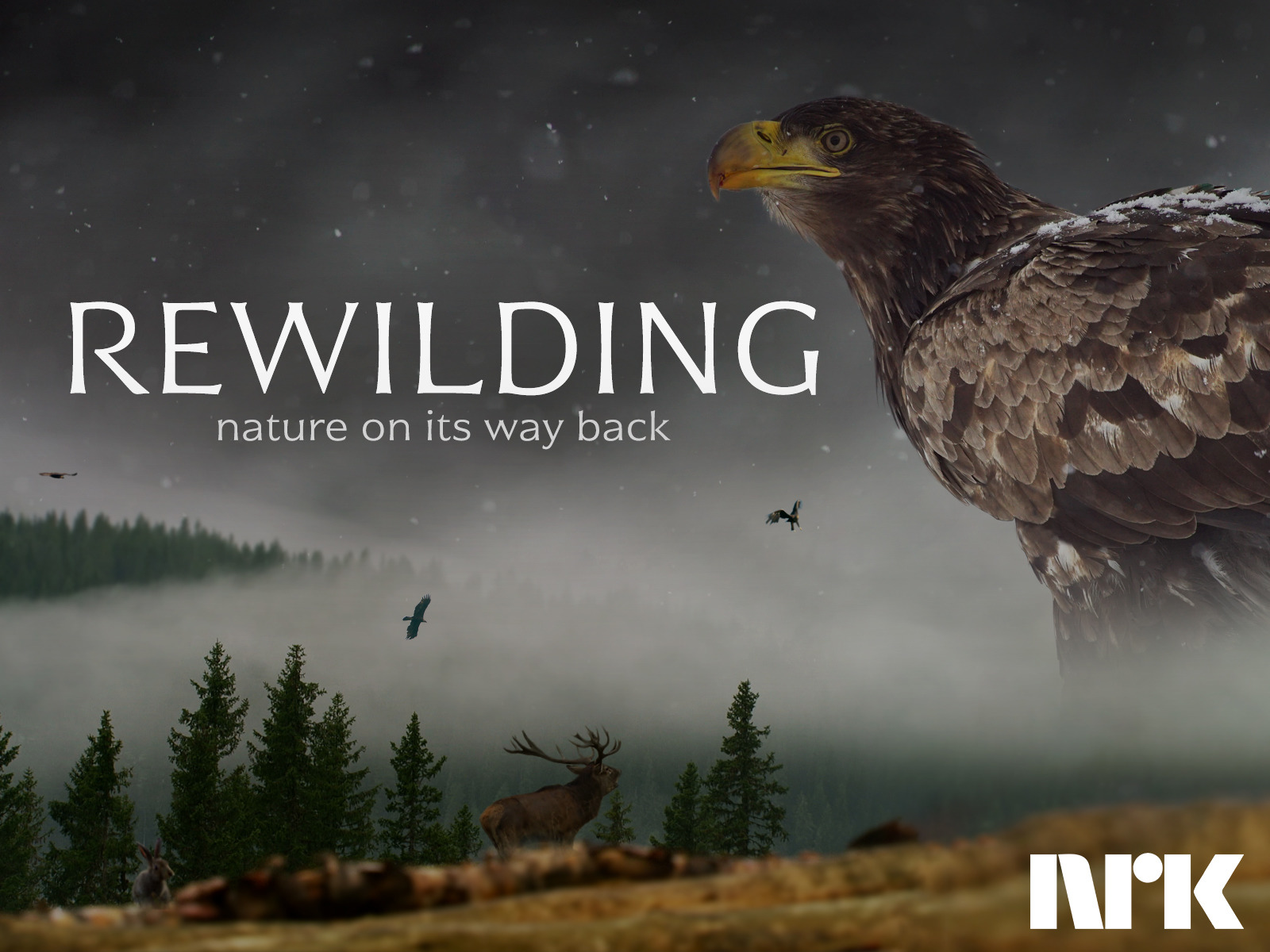 Prime Video: Rewilding