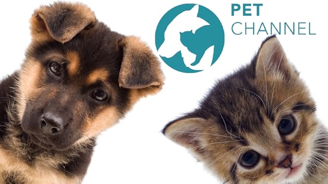 What Channel Is The Dog Channel