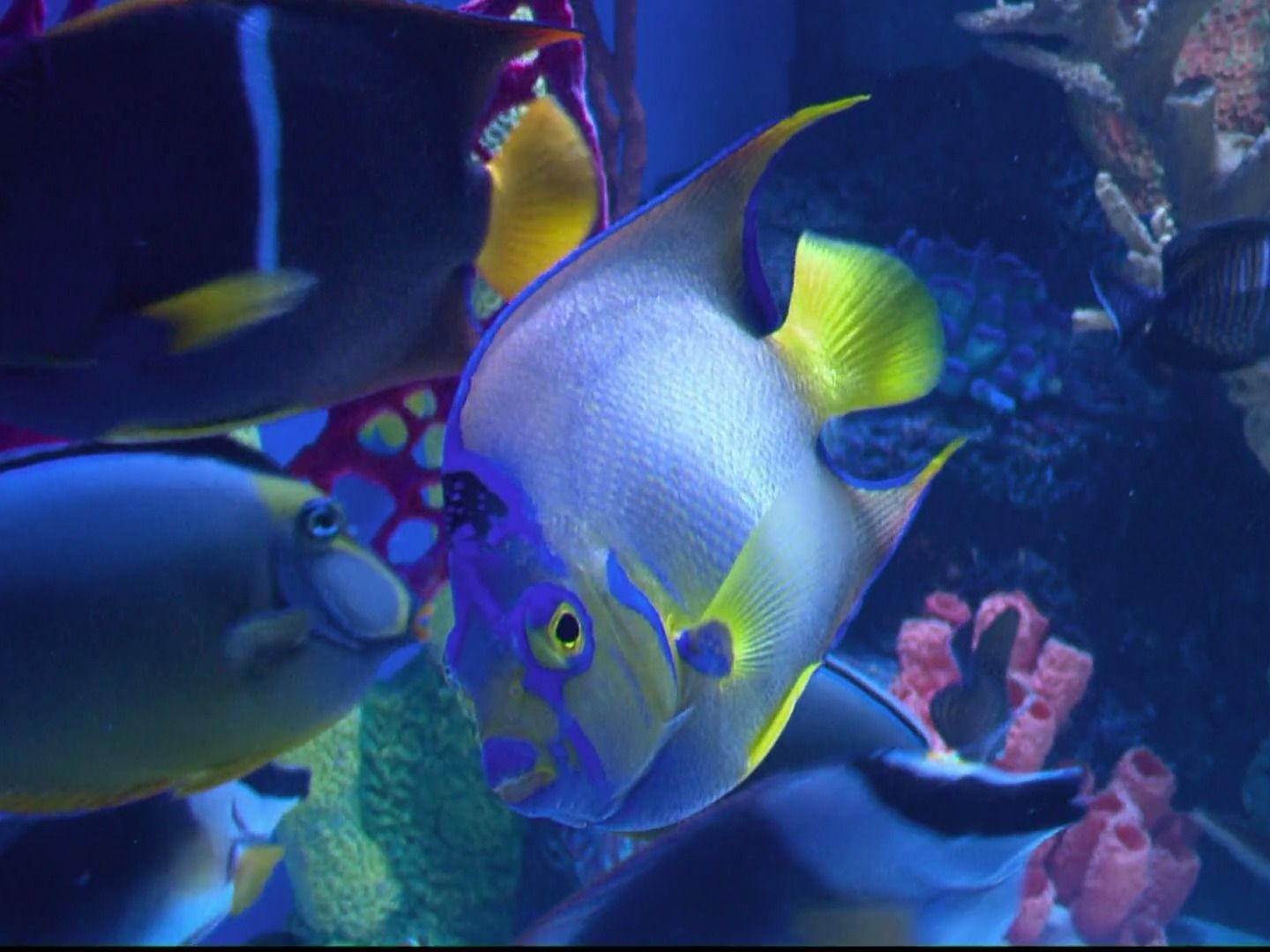 Prime Video: Tanked - Season 3