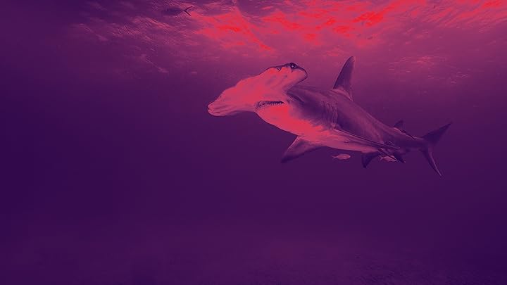 Amazon.de: Lusca - Der Monsterhai der Bahamas - Season 1 ansehen ...