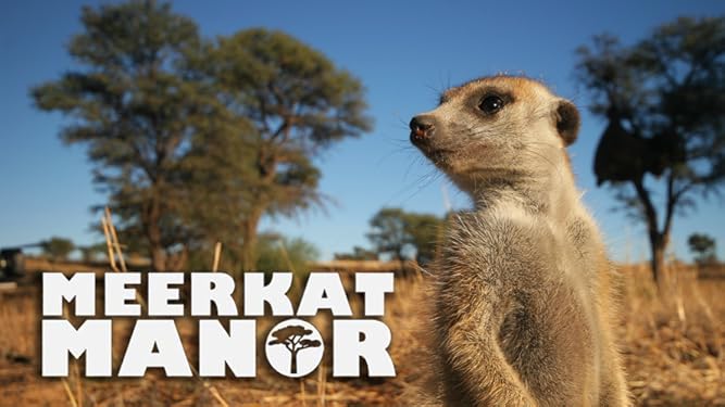 Meerkat Manor Flower Dies