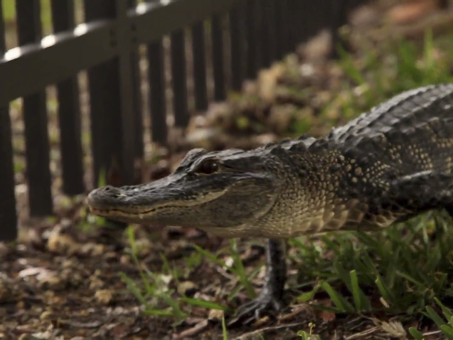 Prime Video: Swamp Wars - Season 1