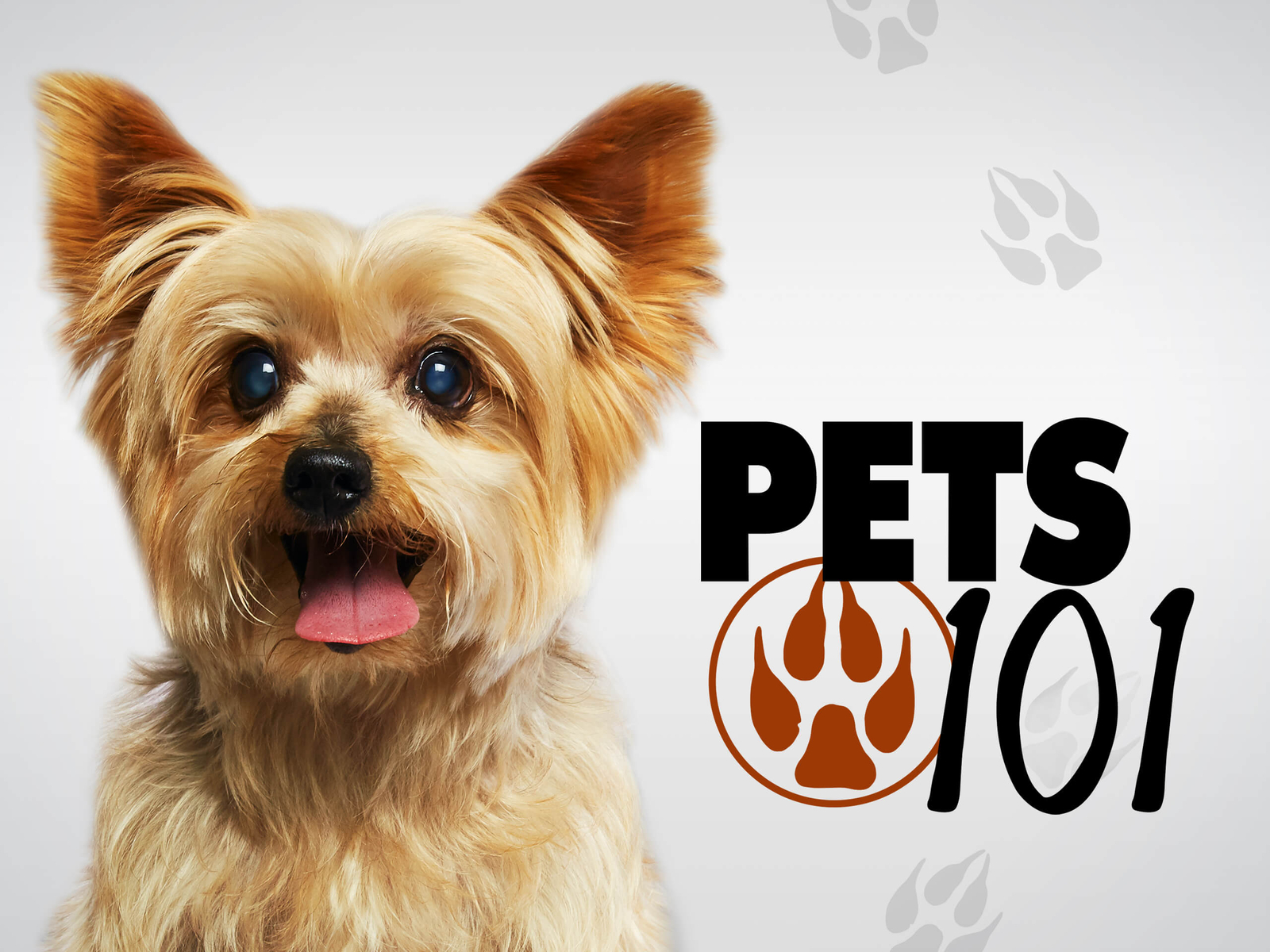 Prime Video: Pets 101 - Season 2