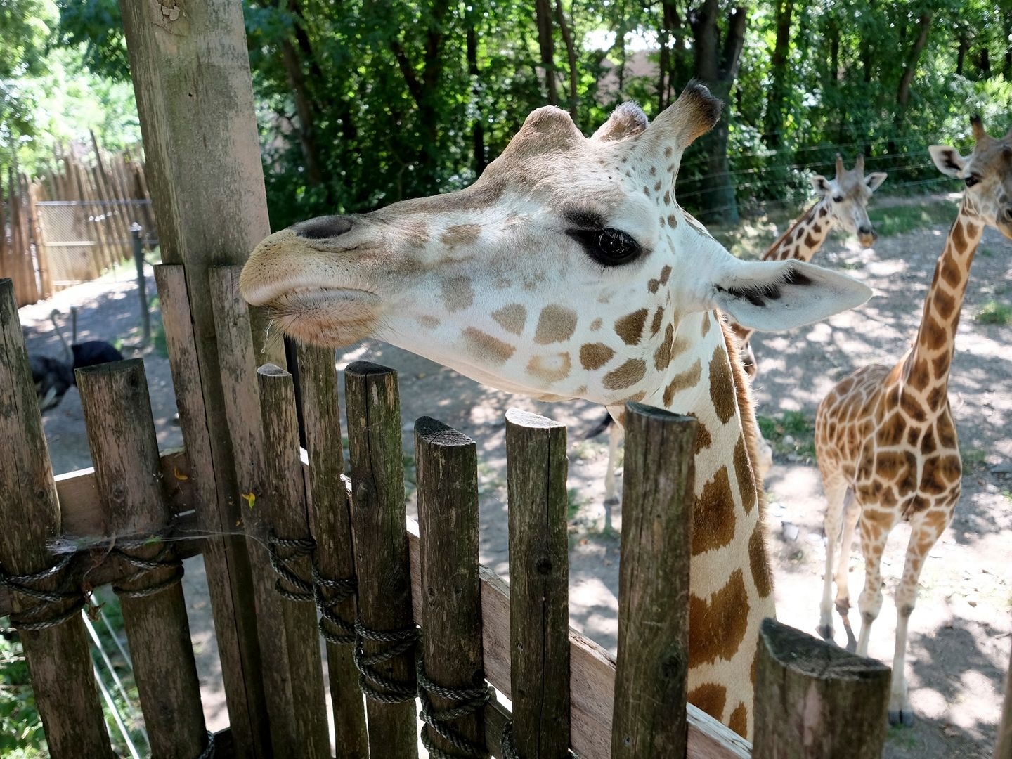 Prime Video: The Zoo - Season 1