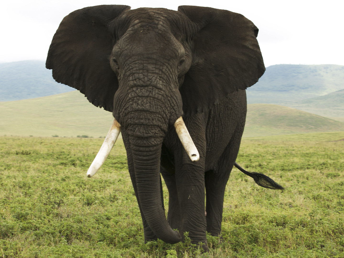 Prime Video: Blood Ivory - Season 1