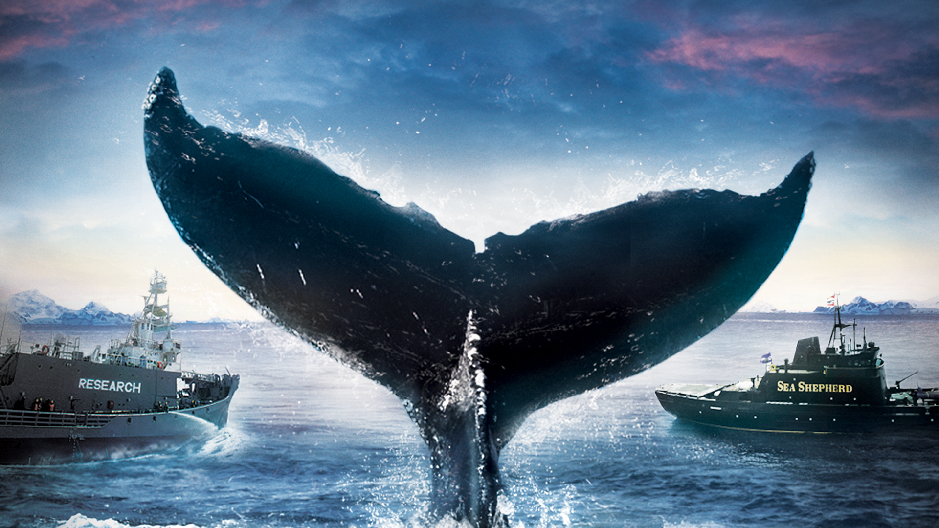 Watch Whale Wars | Prime Video