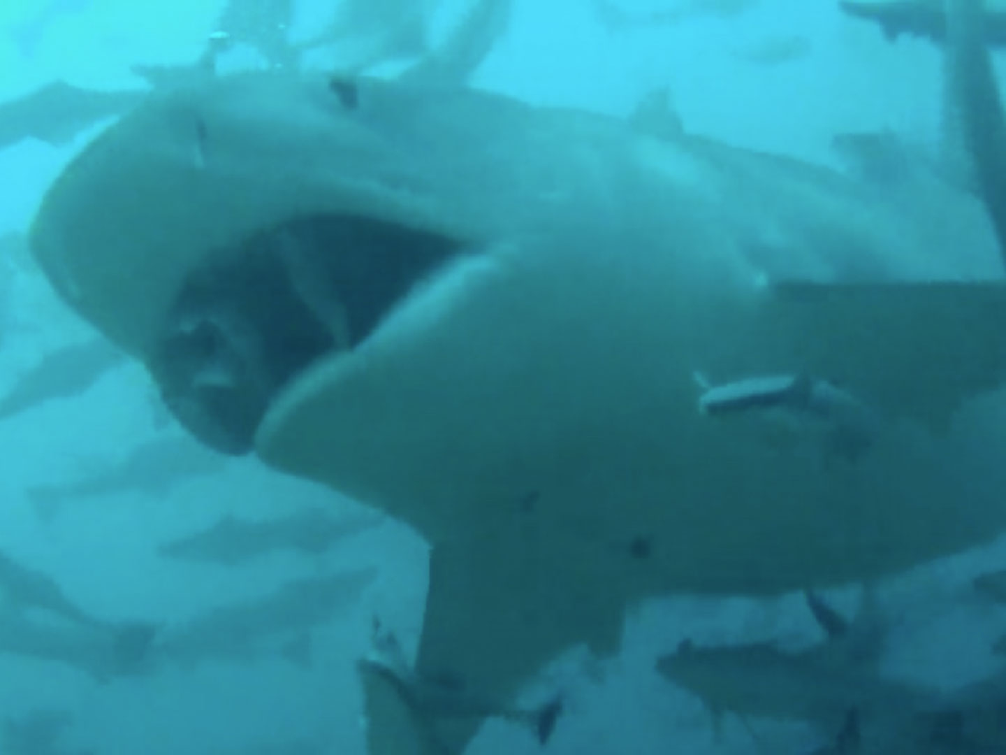 Prime Video: Ocean Predators - Season 1