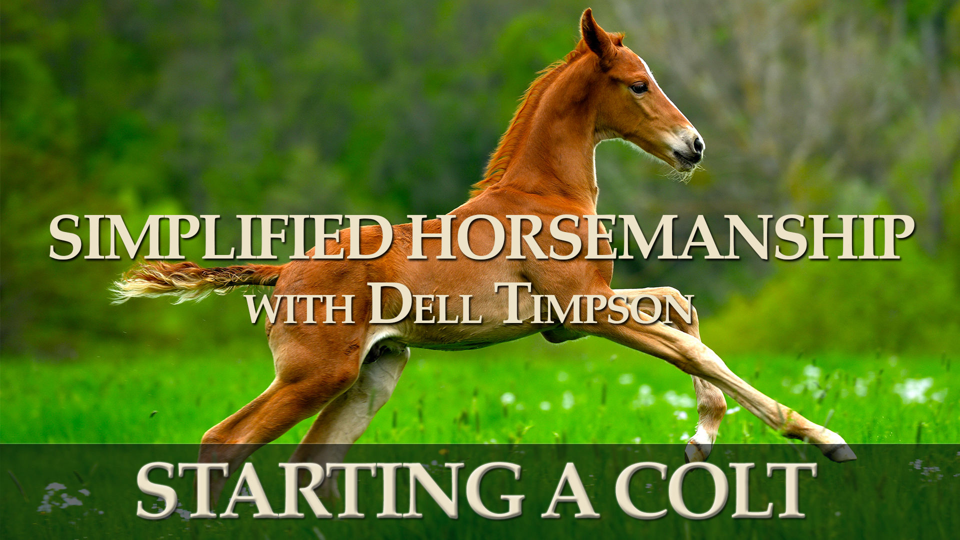 Watch Clip: Simplified Horsemanship with Dell Timpson: Starting a Colt ...