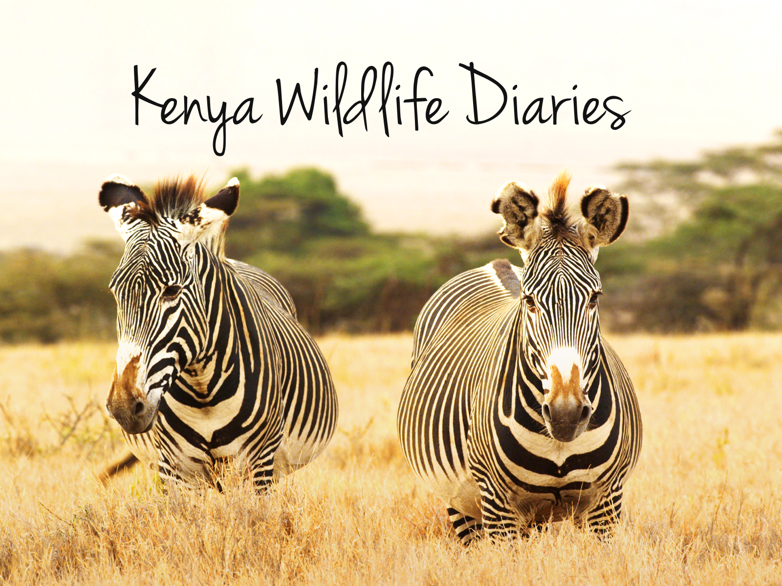 Kenya Wildlife Animals