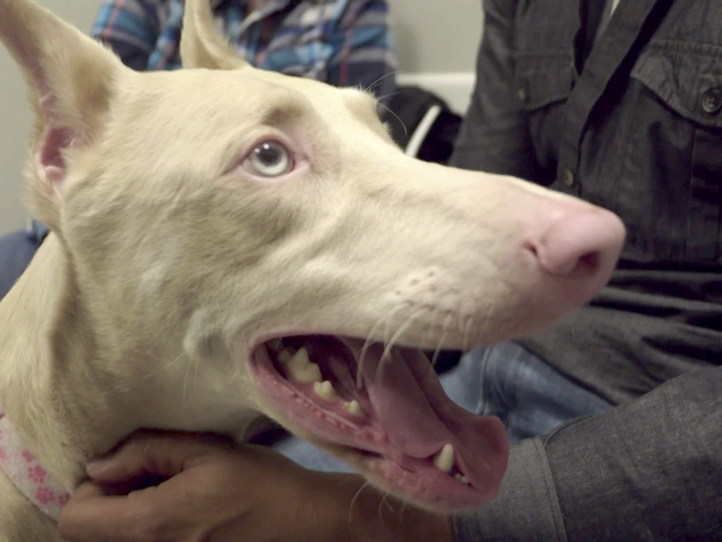 Prime Video: The Vet Life - Season 6