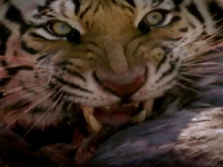 Prime Video: Animal Face-Off - Season 1