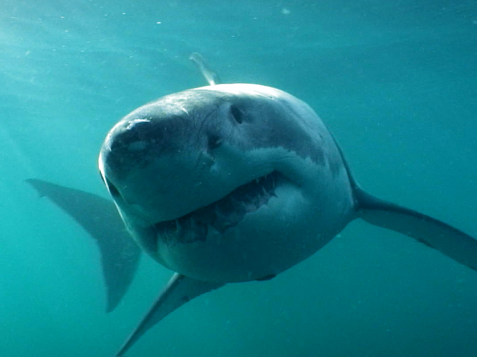 Prime Video: Ocean Predators