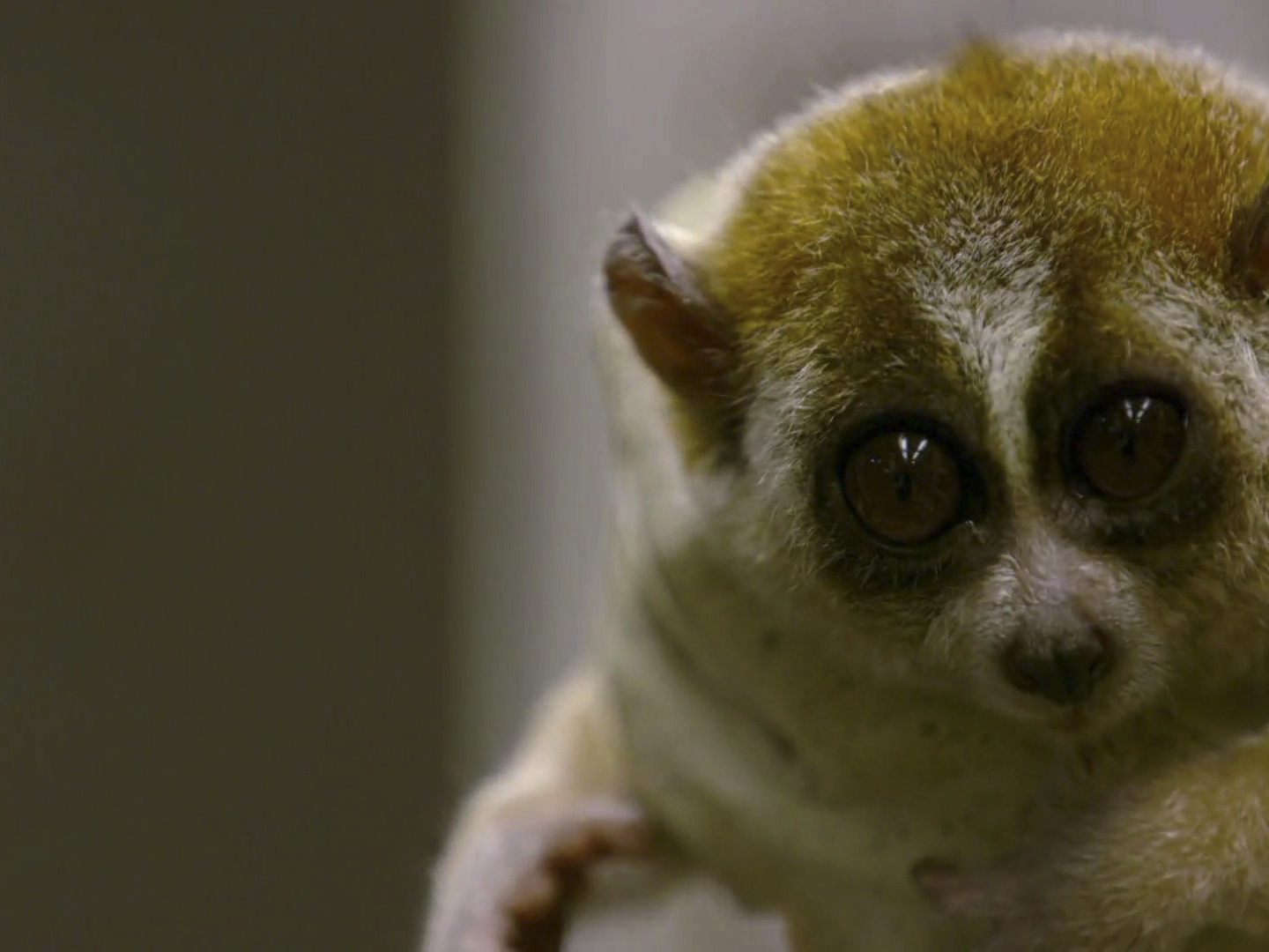 Prime Video: The Zoo - Season 2