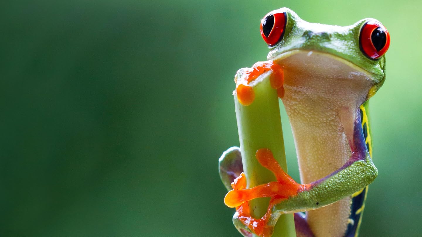 Watch Planet Earth II | Prime Video
