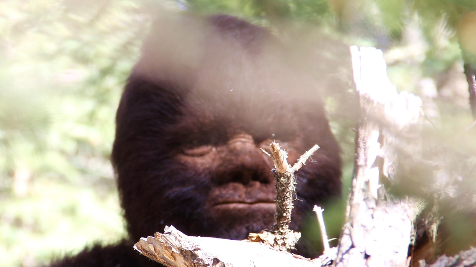 Watch Discovering Bigfoot | Prime Video