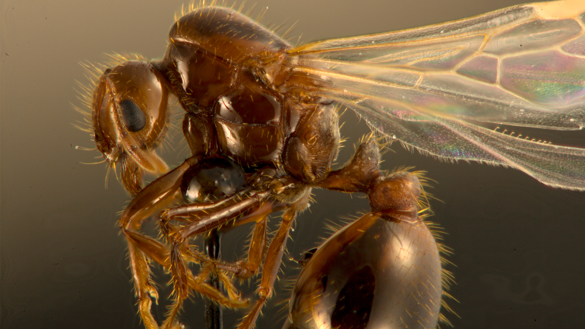 Watch Fire Ants: The Invincible Army | Prime Video