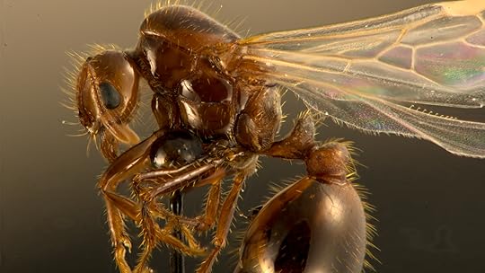 Amazon.de: Fire Ants: The Invincible Army [OV] ansehen | Prime Video