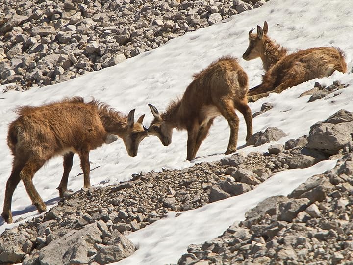 Prime Video: Wild Germany