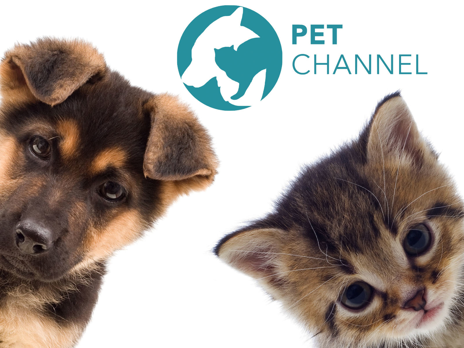 Prime Video: Pet Channel