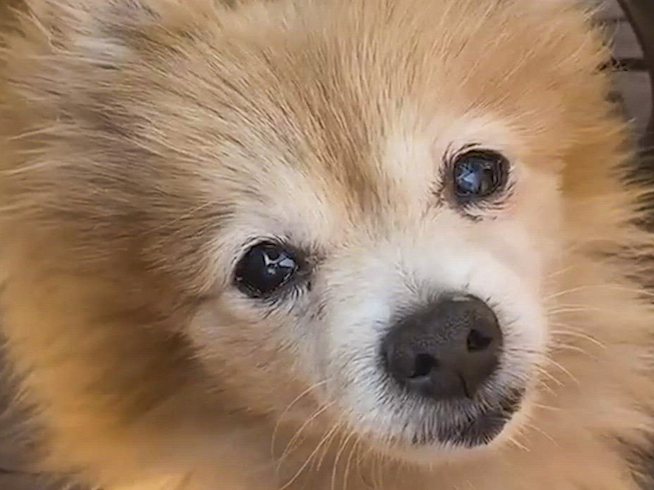 Prime Video: Ruff Life with Lee Asher - Season 1